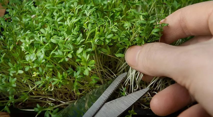 Os brotos são uma alternativa saudável aos vegetais e frutas de inverno: o que, como e por que semear