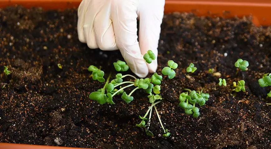 Os brotos são uma alternativa saudável aos vegetais e frutas de inverno: o que, como e por que semear