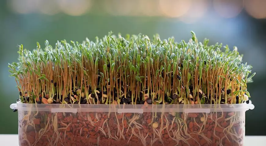 Sprouts alternatîfek tendurist e ji bo sebze û fêkiyên zivistanê: çi, çawa û çima diçînin