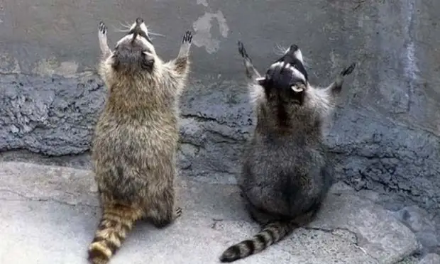 17 ihe mere ị ga-eji hụ raccoons n'anya ozugbo na ihe niile