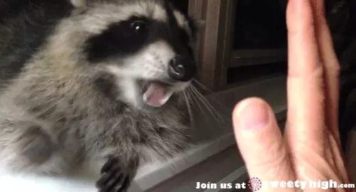 GIF 18 kacha mkpa metụtara Raccoon na ịntanetị