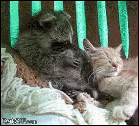 GIF 18 kacha mkpa metụtara Raccoon na ịntanetị