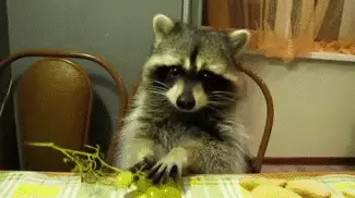 17 ihe mere ị ga-eji hụ raccoons n'anya ozugbo na ihe niile