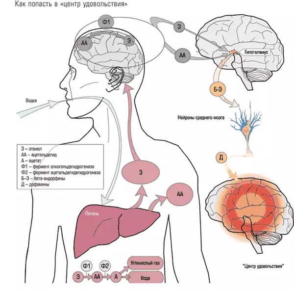 Cervell