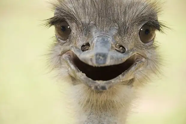 Animales sonrientes