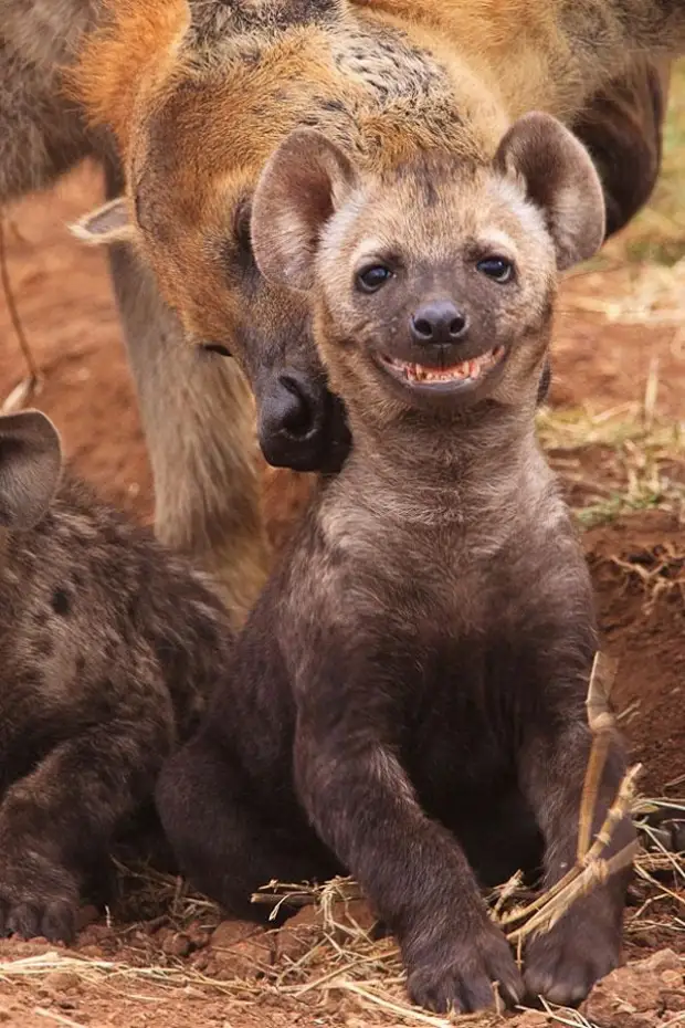 Animales sonrientes