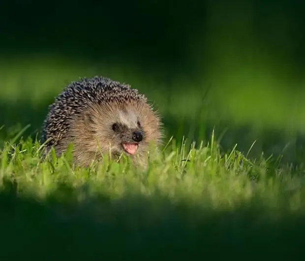 Animales sonrientes