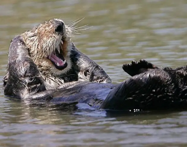 Animales sonrientes