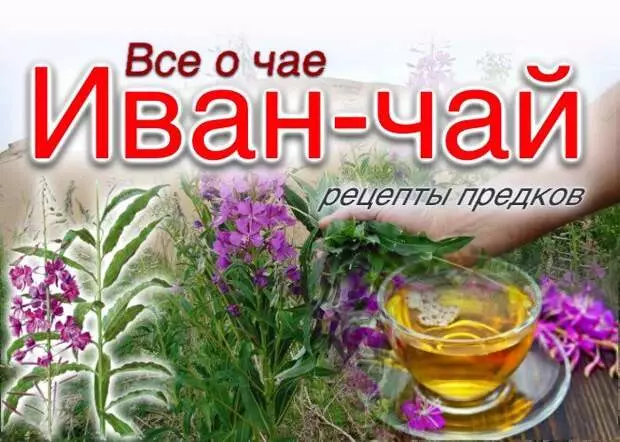 Ivan čaj (Koporsky čaj). Sve o čaju: svojstva, priprema, indikacije, kontraindikacije