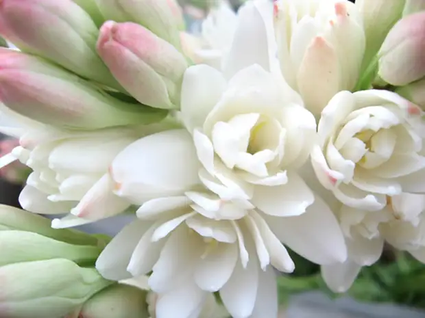 essensiële olie van tuberose