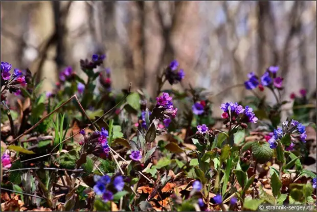 Spring fakânsje