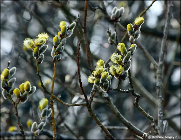 Spring fakânsje