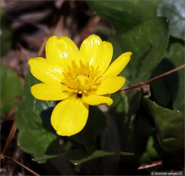 Spring fakânsje