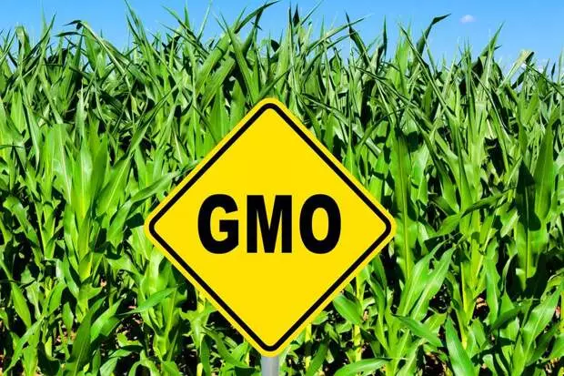 Genetiškai modifikuoti maisto produktai: ką apie juos žinome ir kokie jie pavojingi