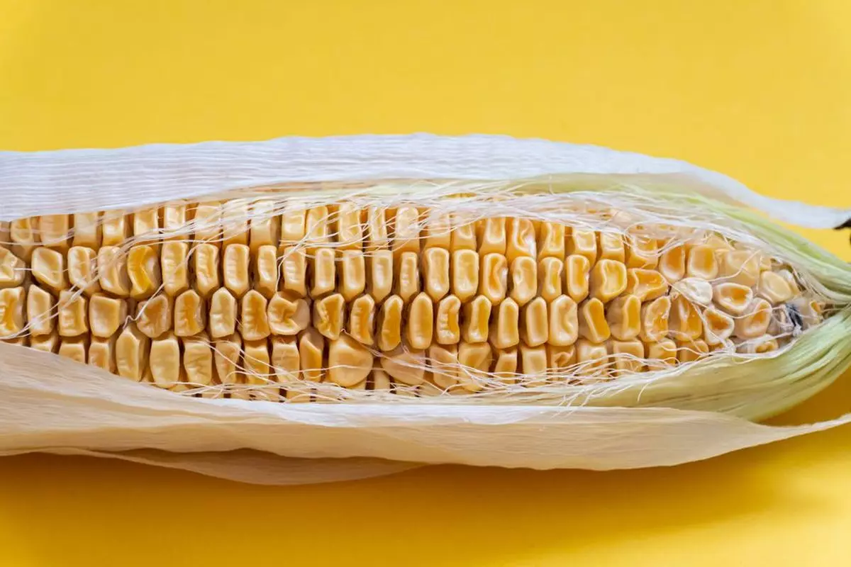Kadaharan konvensional langkung bahaya tibatan GMO.