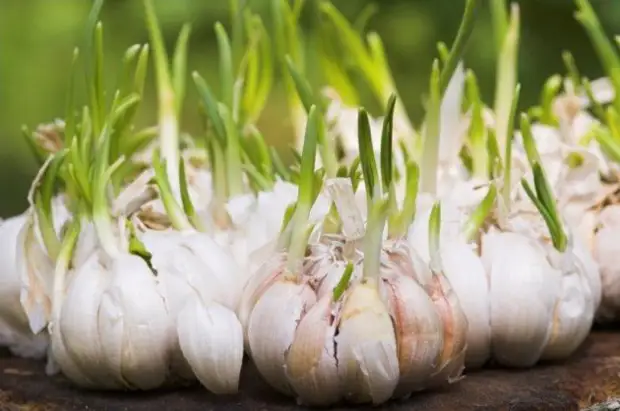 Planten tsjin muggen: 11 planten dy't yn it lân plante wurde moatte