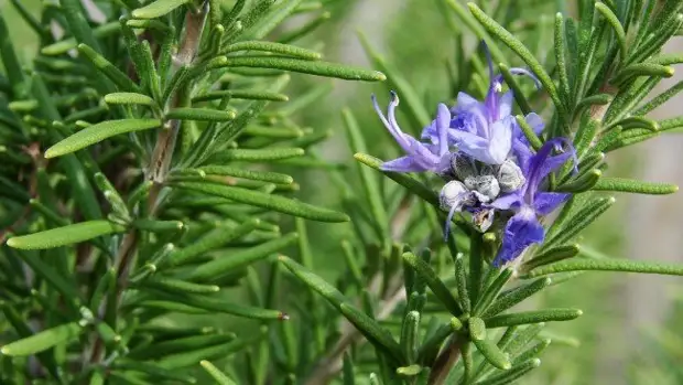 Planten tsjin muggen: 11 planten dy't yn it lân plante wurde moatte