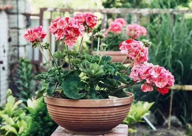 planten fan muggen en ynsekten yn it lân