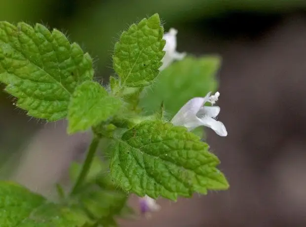 Planten tsjin muggen: 11 planten dy't yn it lân plante wurde moatte