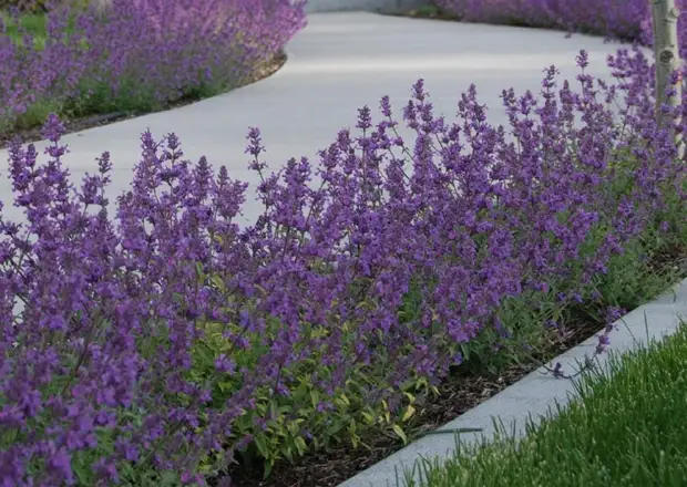 Planten tsjin muggen: 11 planten dy't yn it lân plante wurde moatte