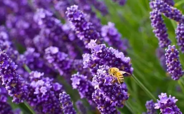 Planten tsjin muggen: 11 planten dy't yn it lân plante wurde moatte