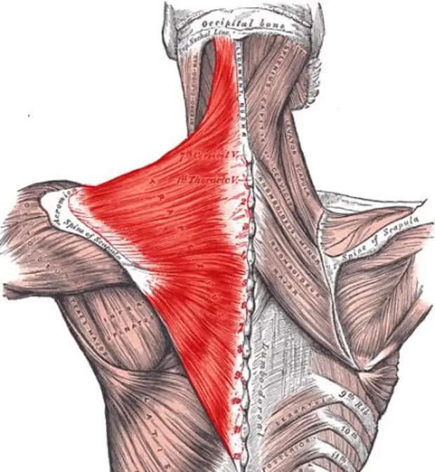 Feldenkrais Method: Halsübungen