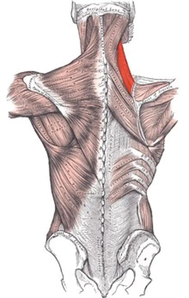 Feldenkrais metode scapula oefeninge