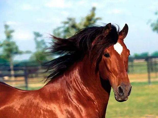 सर्वात सुंदर घोडे. घोडे, घोडे, foals. छायाचित्र