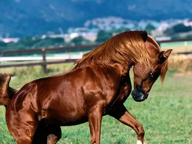 Os mais lindos cavalos. cavalos, cavalos, potros. foto