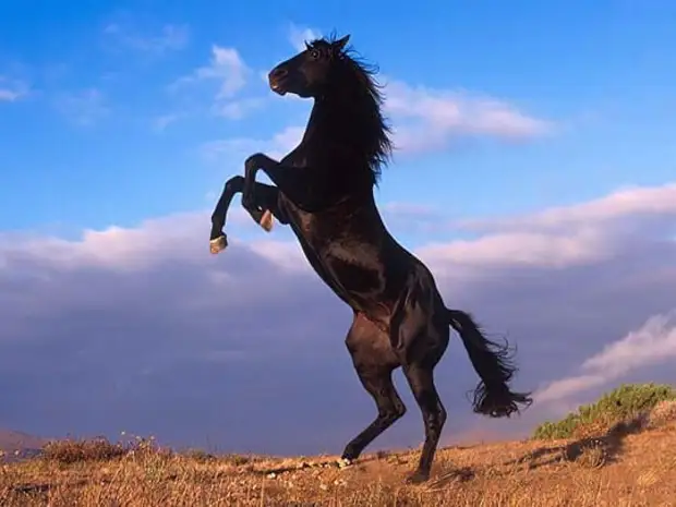 די שענסטע פערד. פערד, פערד, פוילן. פאָטאָ