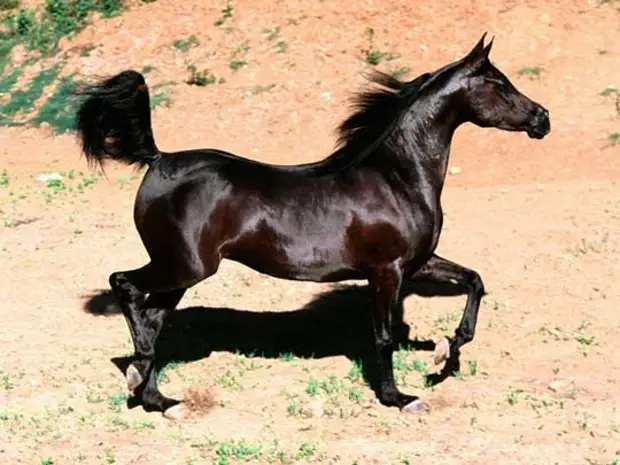 Os mais lindos cavalos. cavalos, cavalos, potros. foto