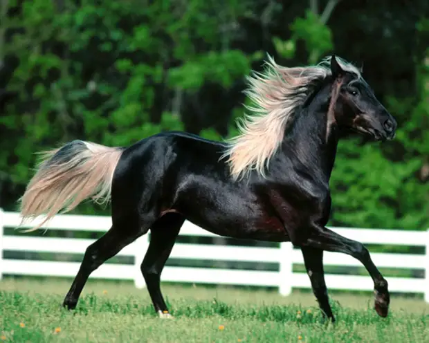 Os mais lindos cavalos. cavalos, cavalos, potros. foto