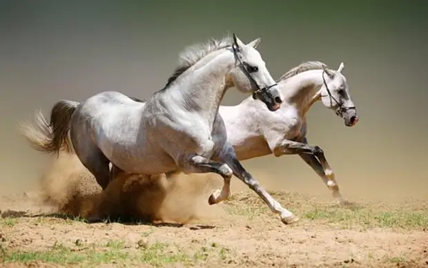 सर्वात सुंदर घोडे. घोडे, घोडे, foals. छायाचित्र