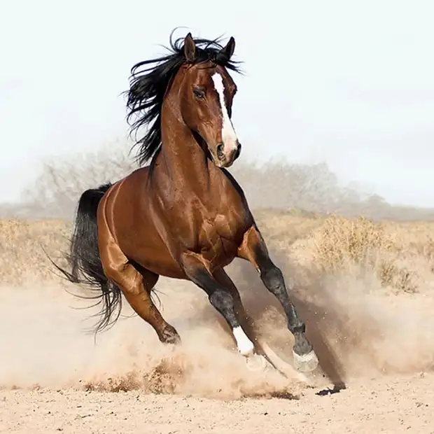 اجمل الخيول. الخيول والخيول والمهور. صورة فوتوغرافية