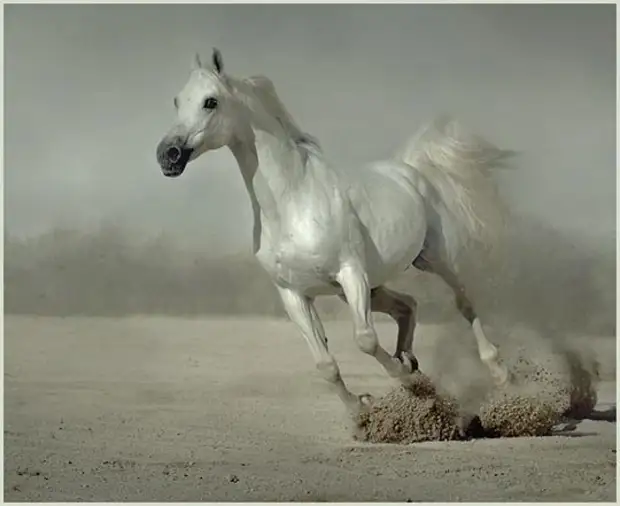 Os mais lindos cavalos. cavalos, cavalos, potros. foto