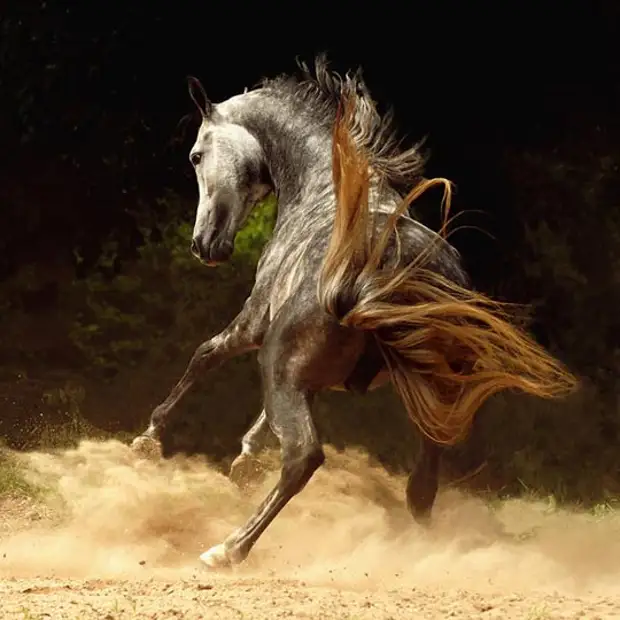 Os mais lindos cavalos. cavalos, cavalos, potros. foto