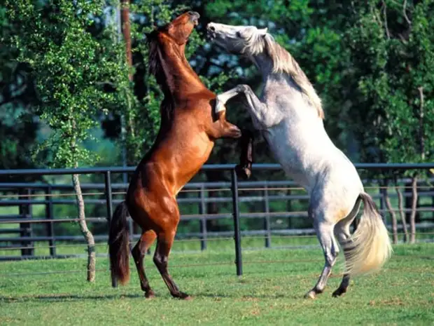 Os mais lindos cavalos. cavalos, cavalos, potros. foto