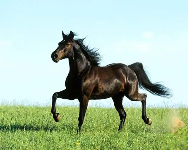 Os mais lindos cavalos. cavalos, cavalos, potros. foto