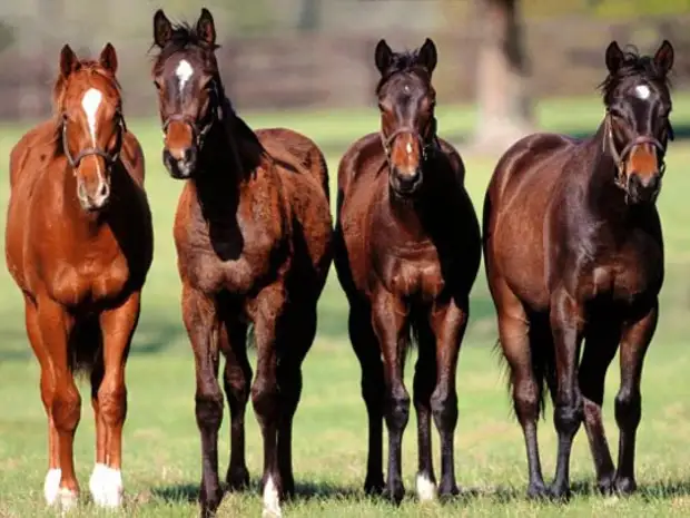 Os mais lindos cavalos. cavalos, cavalos, potros. foto