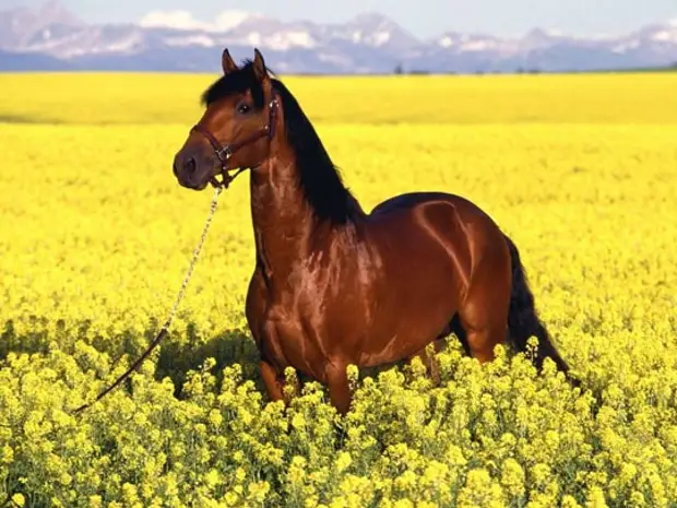 Os mais lindos cavalos. cavalos, cavalos, potros. foto