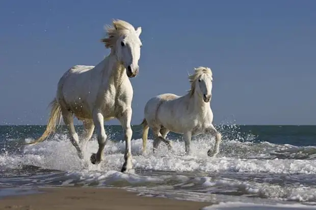 Os mais lindos cavalos. cavalos, cavalos, potros. foto