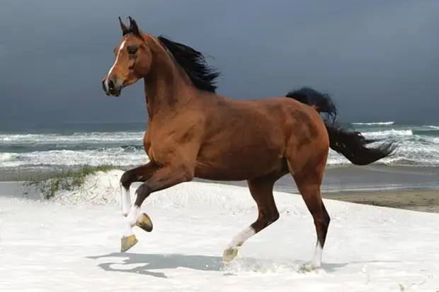 Os mais lindos cavalos. cavalos, cavalos, potros. foto