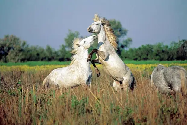 اجمل الخيول. الخيول والخيول والمهور. صورة فوتوغرافية