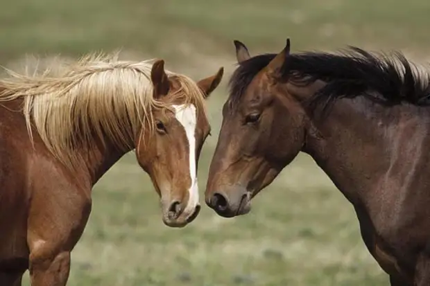 Os mais lindos cavalos. cavalos, cavalos, potros. foto