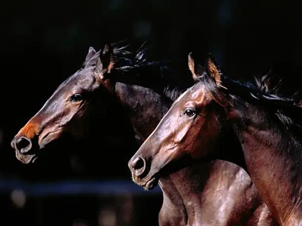 Os mais lindos cavalos. cavalos, cavalos, potros. foto