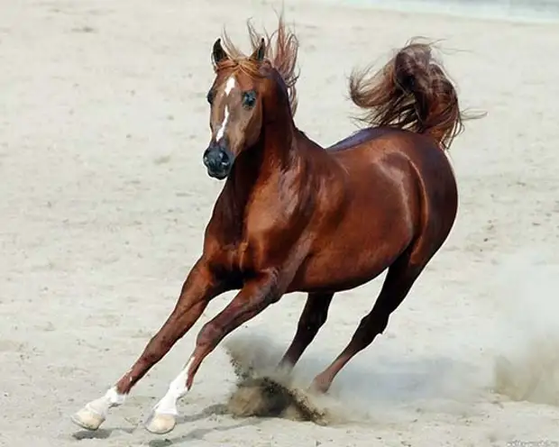 Os mais lindos cavalos. cavalos, cavalos, potros. foto