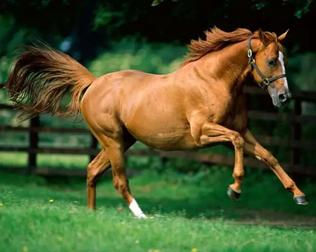 Os mais lindos cavalos. cavalos, cavalos, potros. foto