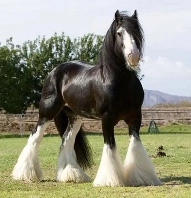 Os mais lindos cavalos. cavalos, cavalos, potros. foto