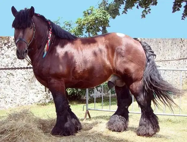 Os mais lindos cavalos. cavalos, cavalos, potros. foto