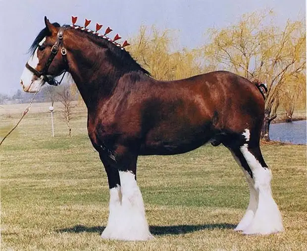 Os mais lindos cavalos. cavalos, cavalos, potros. foto